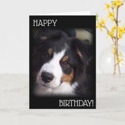 The Aussie Dog Birthday Card A1 | Zazzle