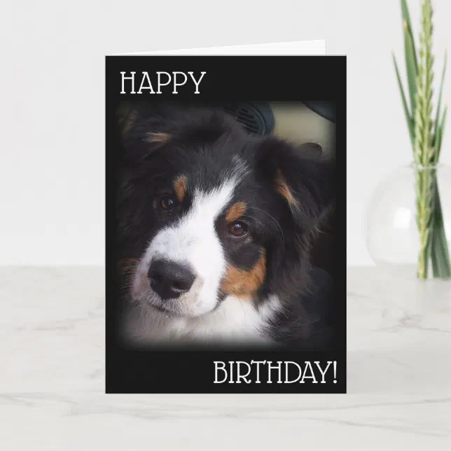 The Aussie Dog Birthday Card A1 | Zazzle