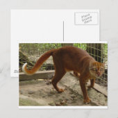 The Bay Cat (Pardofelis badia) Postcard | Zazzle