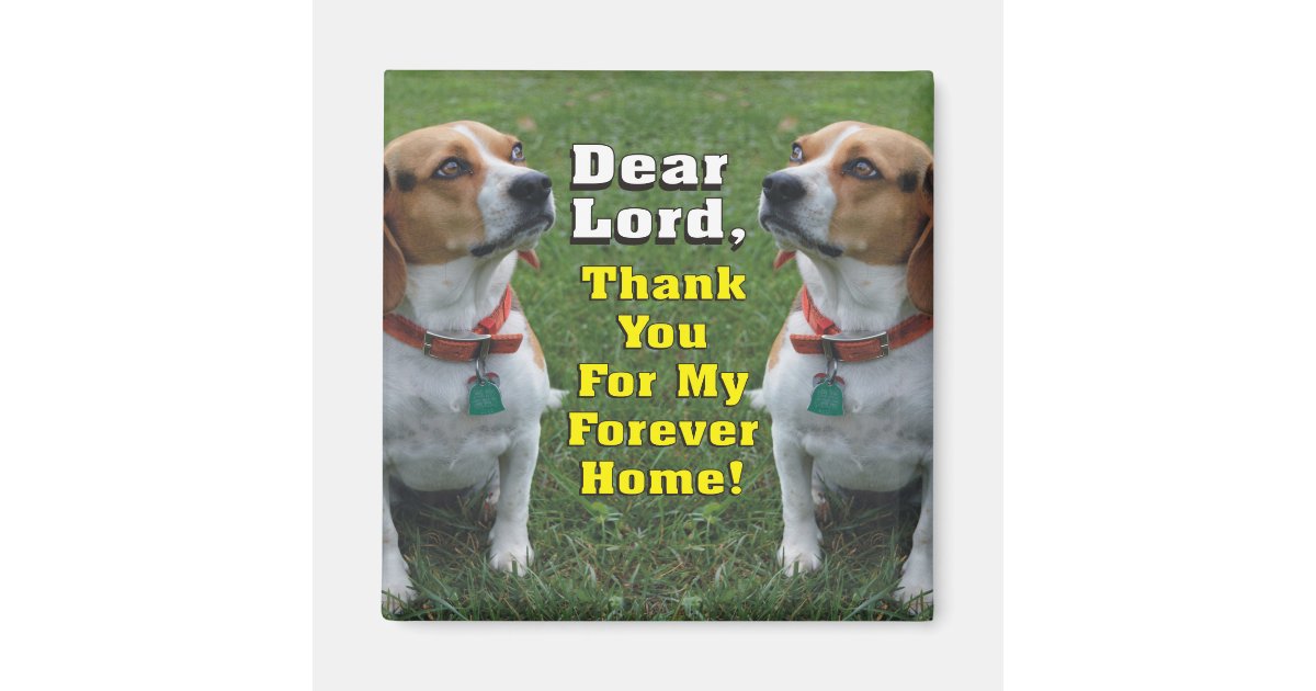The Beagle's Prayer Magnet | Zazzle