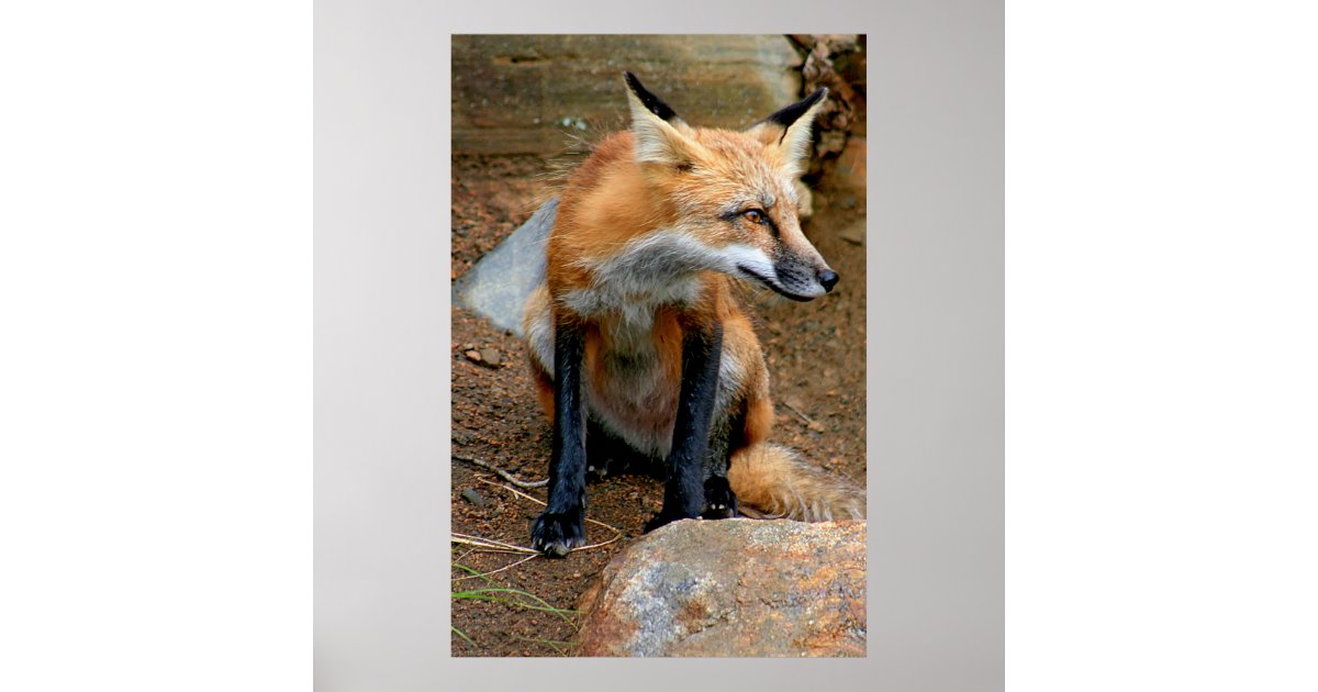 The Beautiful Red Fox Poster | Zazzle