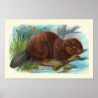 Vintage Beaver Illustration Retro Beavers and Dam Poster | Zazzle.com