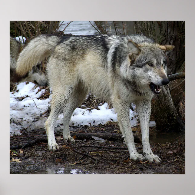 The Big Bad Wolf Poster | Zazzle