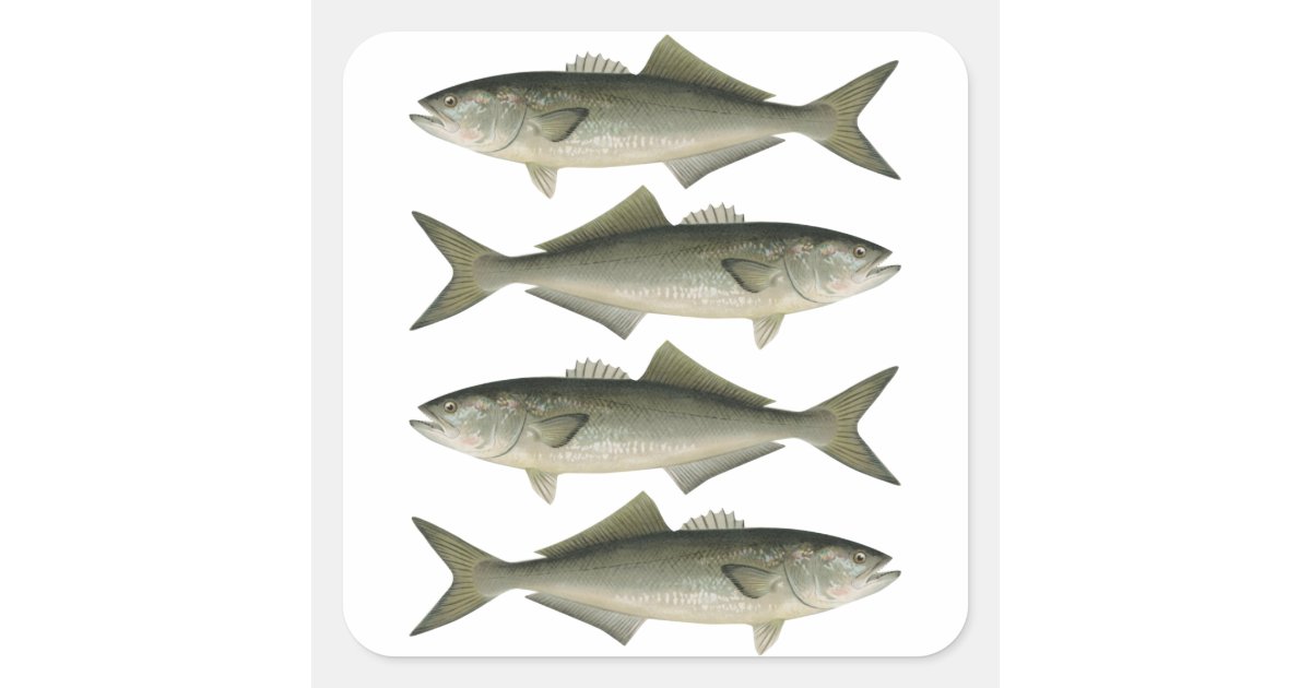 The Bluefish Fishing Adventure Square Sticker | Zazzle