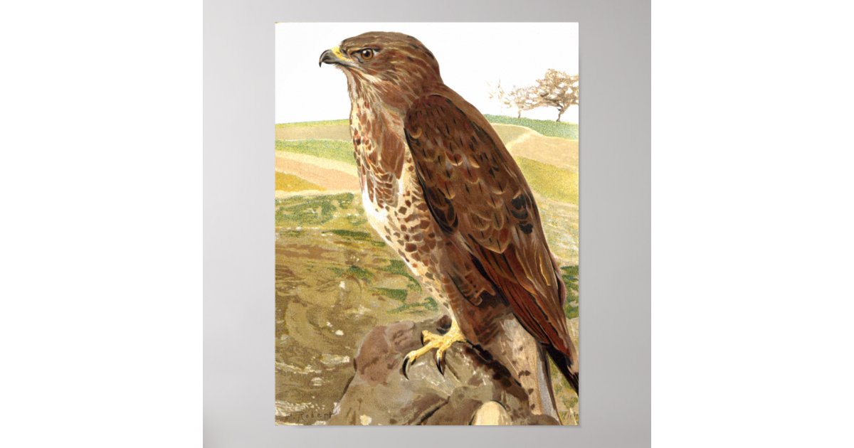The Buzzard Poster | Zazzle