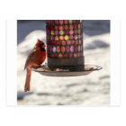 Ohio State Bird - Northern Cardinal Postcard | Zazzle.com