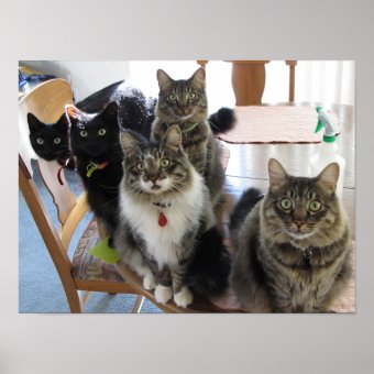 The Cat Gang Poster | Zazzle