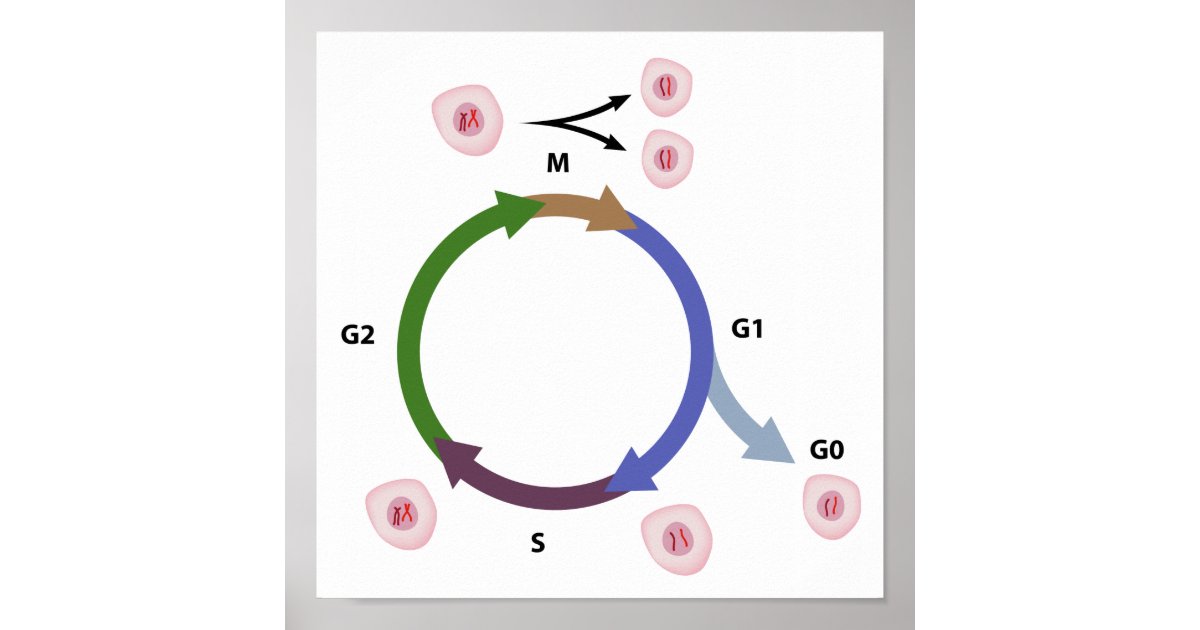 The cell cycle poster | Zazzle