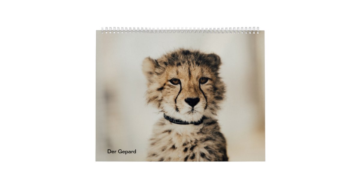 The Cheetah Calendar | Zazzle