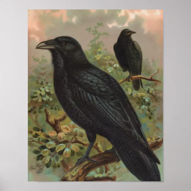 The Common Raven Vintage Bird Illustration Poster | Zazzle