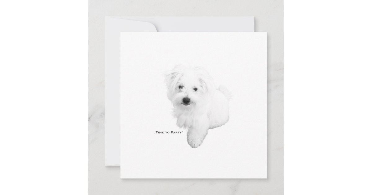 The Cutest Maltese Dog Ever Party Invitation | Zazzle
