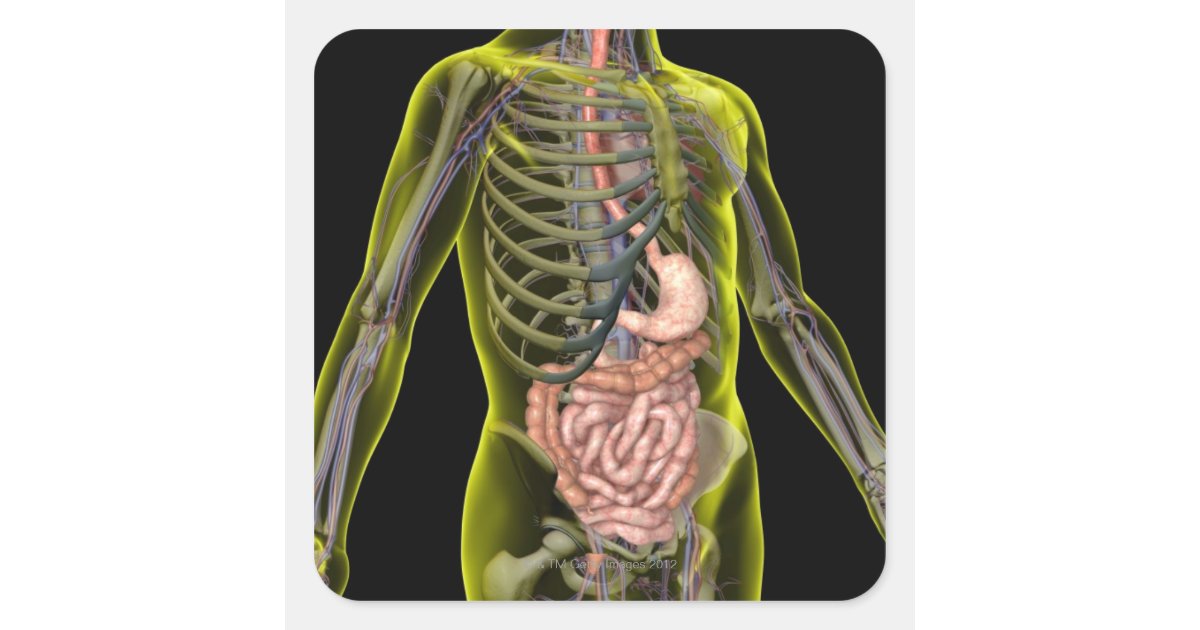 The Digestive System Square Sticker | Zazzle
