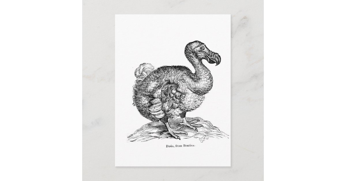 The Dodo Postcard | Zazzle