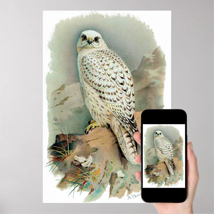 The Falcon Poster | Zazzle