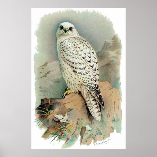 The Falcon Poster | Zazzle.com