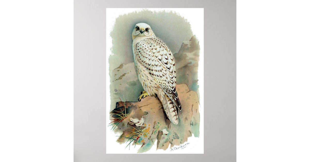 The Falcon Poster | Zazzle