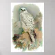 The Falcon Poster | Zazzle