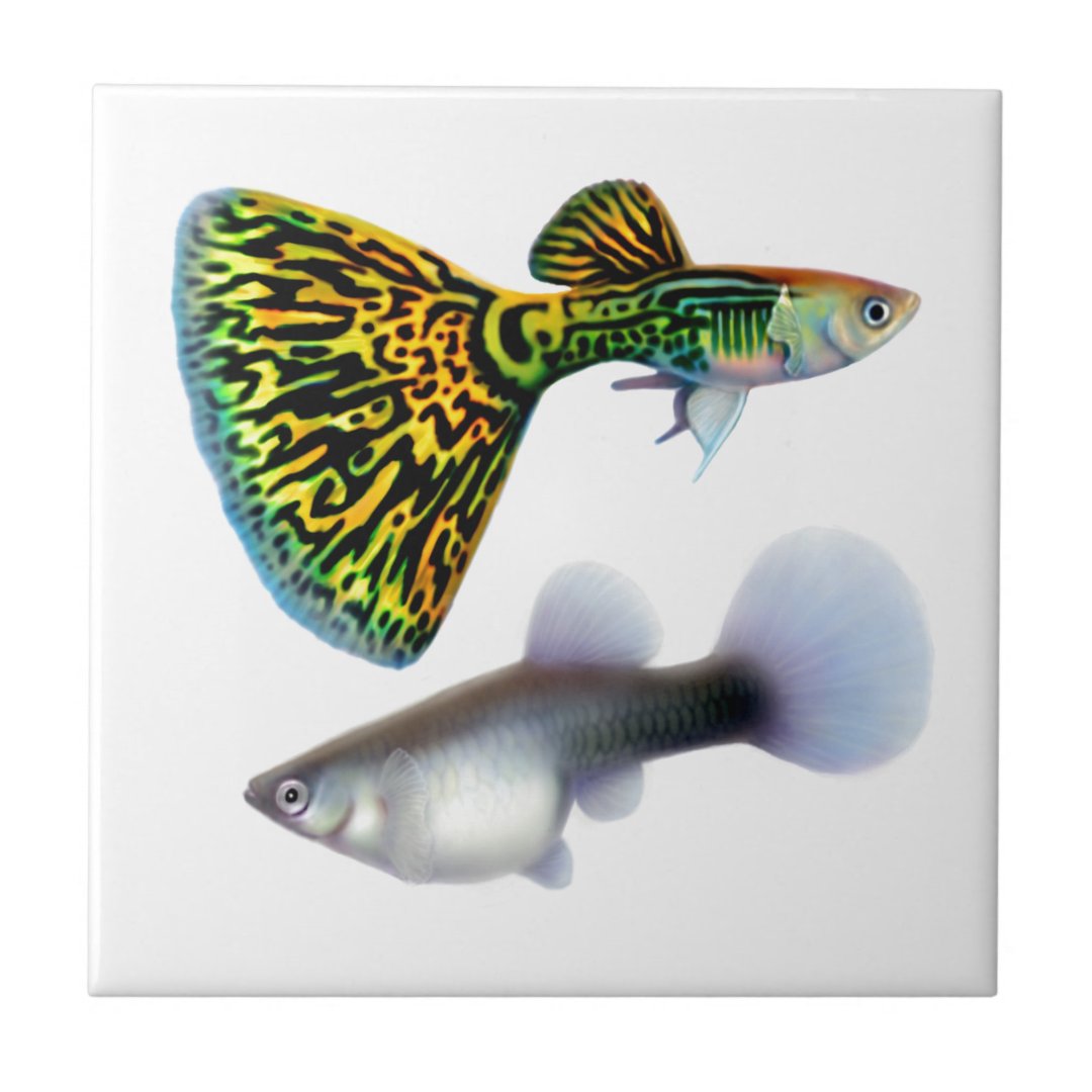 The Fancy Fantail Guppies Tile | Zazzle