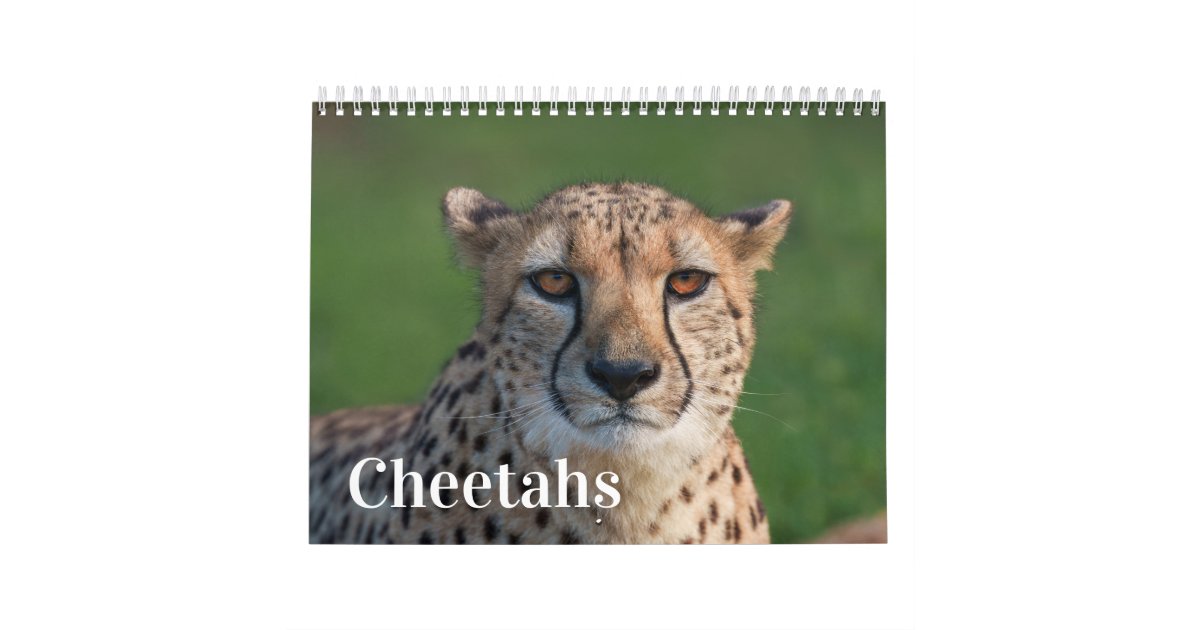 The Fast and the Beautiful: Cheetah Collection Calendar | Zazzle