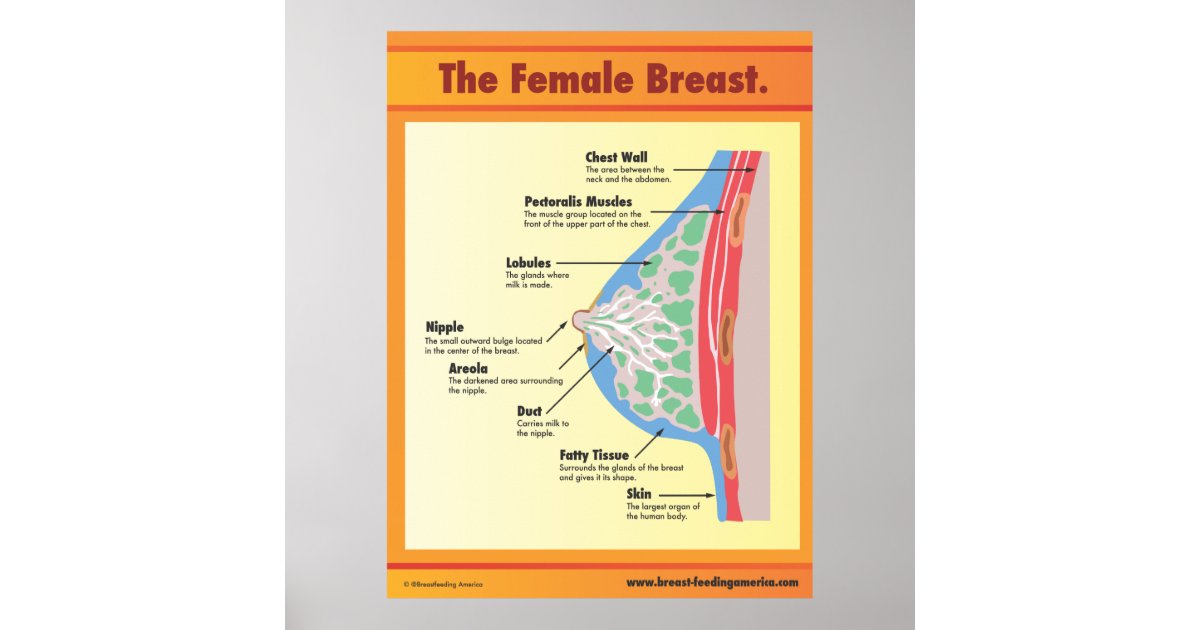 The Female Breast Poster | Zazzle