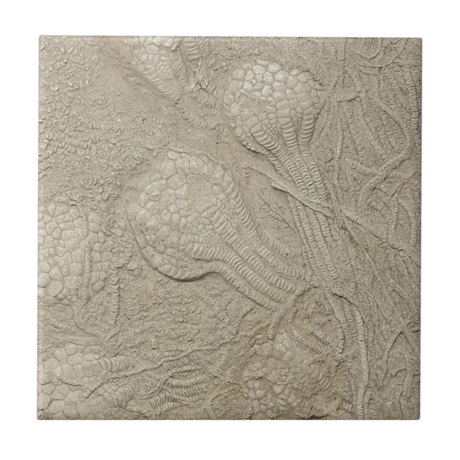 The Fossil Collection Ceramic Tile | Zazzle