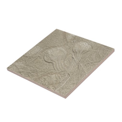 The Fossil Collection Ceramic Tile | Zazzle