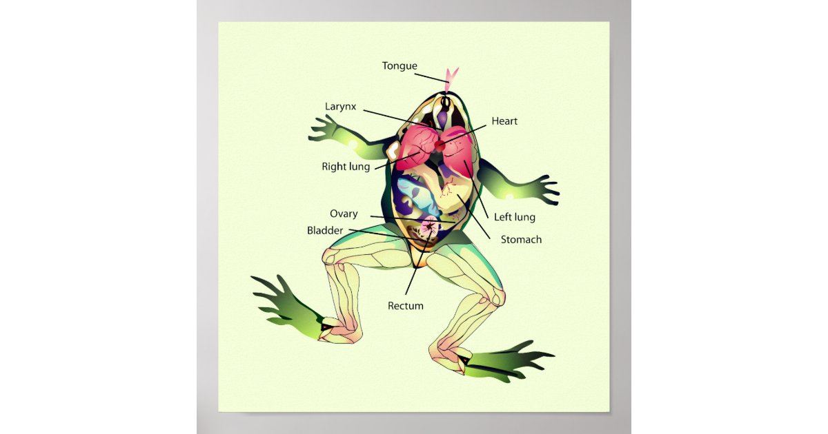 The Frog's Anatomy Art Poster | Zazzle