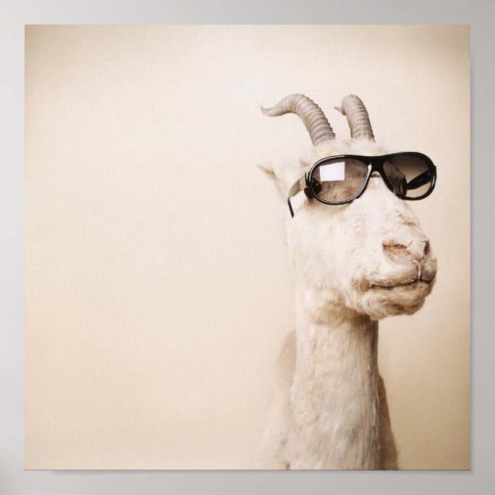 The goat poster | Zazzle.com