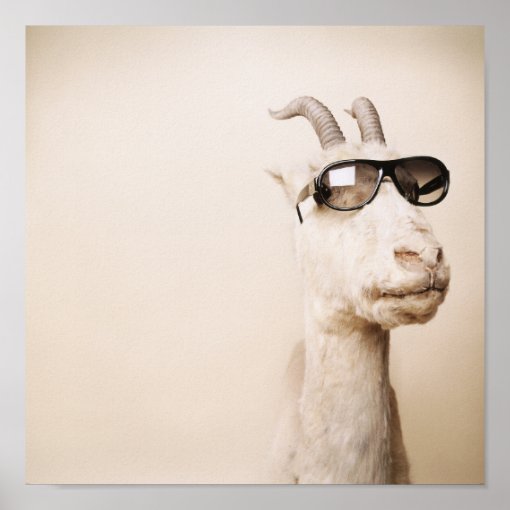 The goat poster | Zazzle