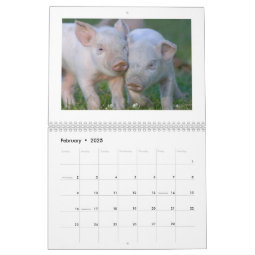 The Happy Piglets 2015 - Cute Baby Pigs Calendar | Zazzle