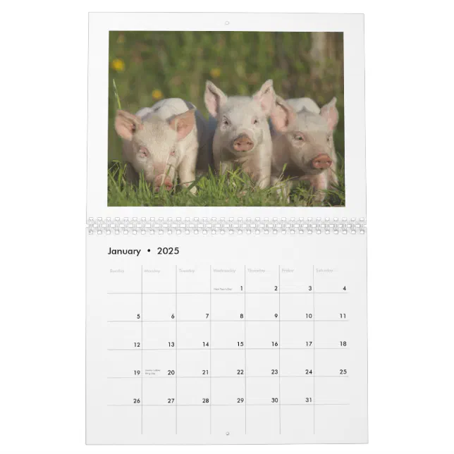 The Happy Piglets 2015 - Cute Baby Pigs Calendar | Zazzle