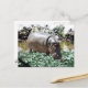 The Hippo And The Bird Postcard | Zazzle