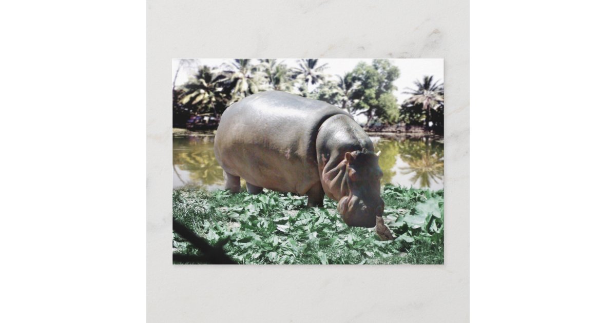 The Hippo And The Bird Postcard | Zazzle