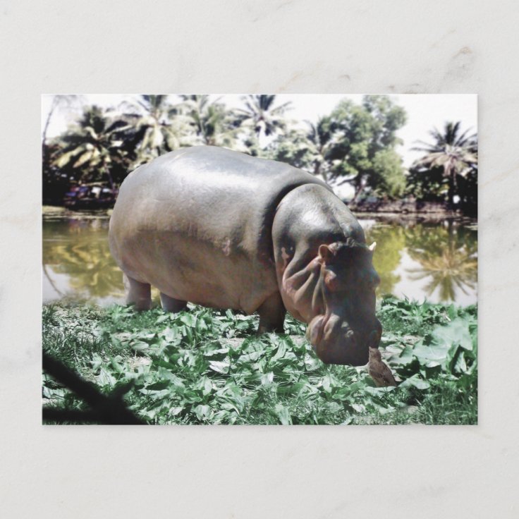 The Hippo And The Bird Postcard | Zazzle