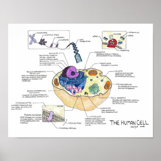 Human Cells Posters, Human Cells Prints, Art Prints, Poster Designs