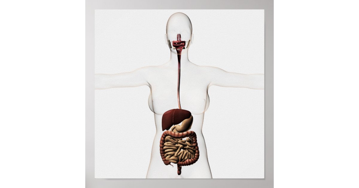 The Human Digestive System 2 Poster | Zazzle