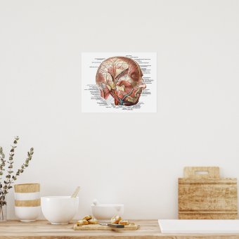 The Human Face and Head Poster | Zazzle