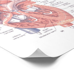 The Human Heart Poster | Zazzle