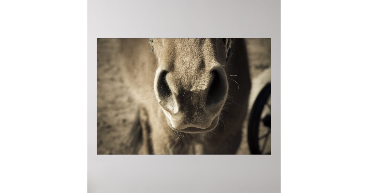 The Incredible Edible Mr. Ed Poster | Zazzle