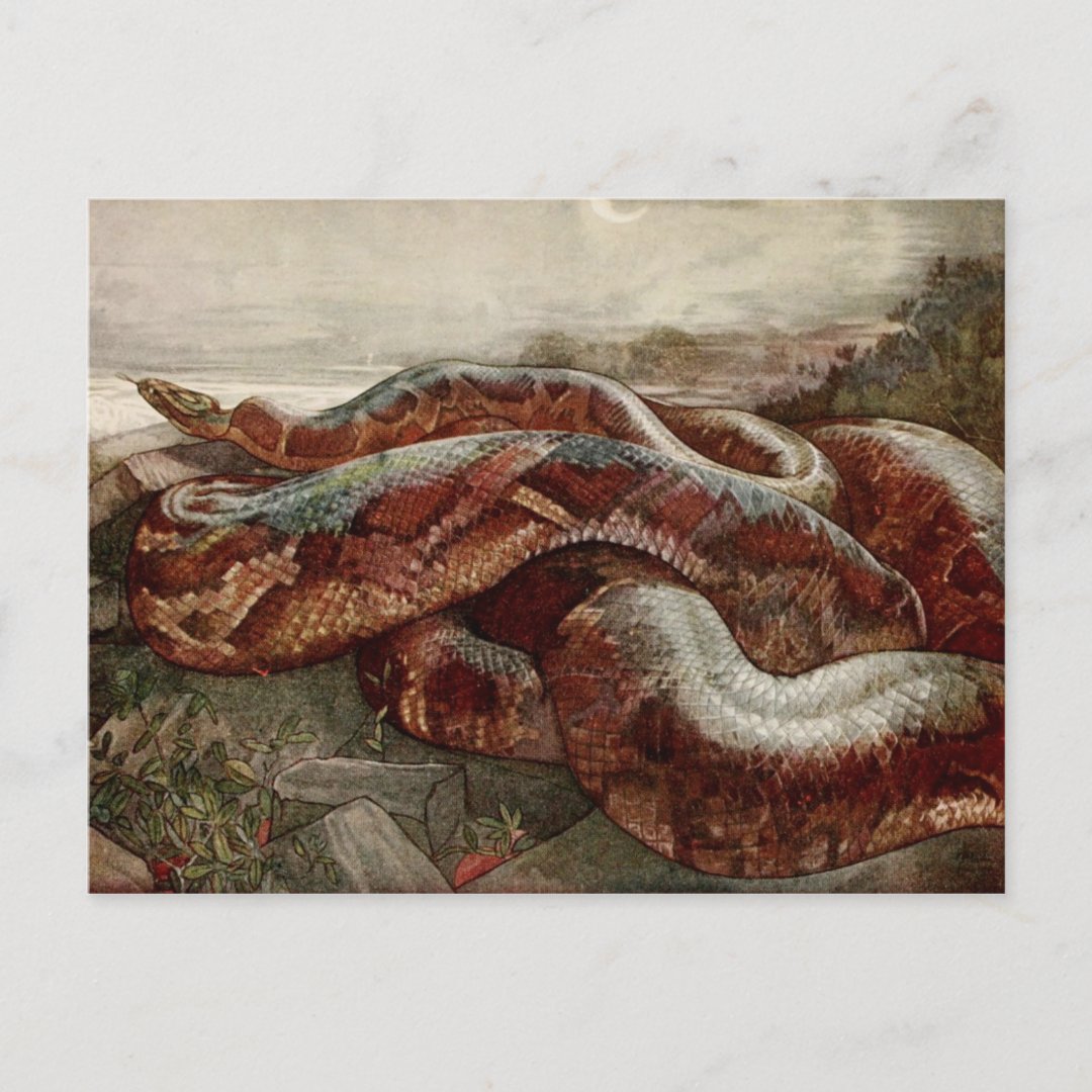 The Jungle Book: Kaa, the Python Postcard | Zazzle