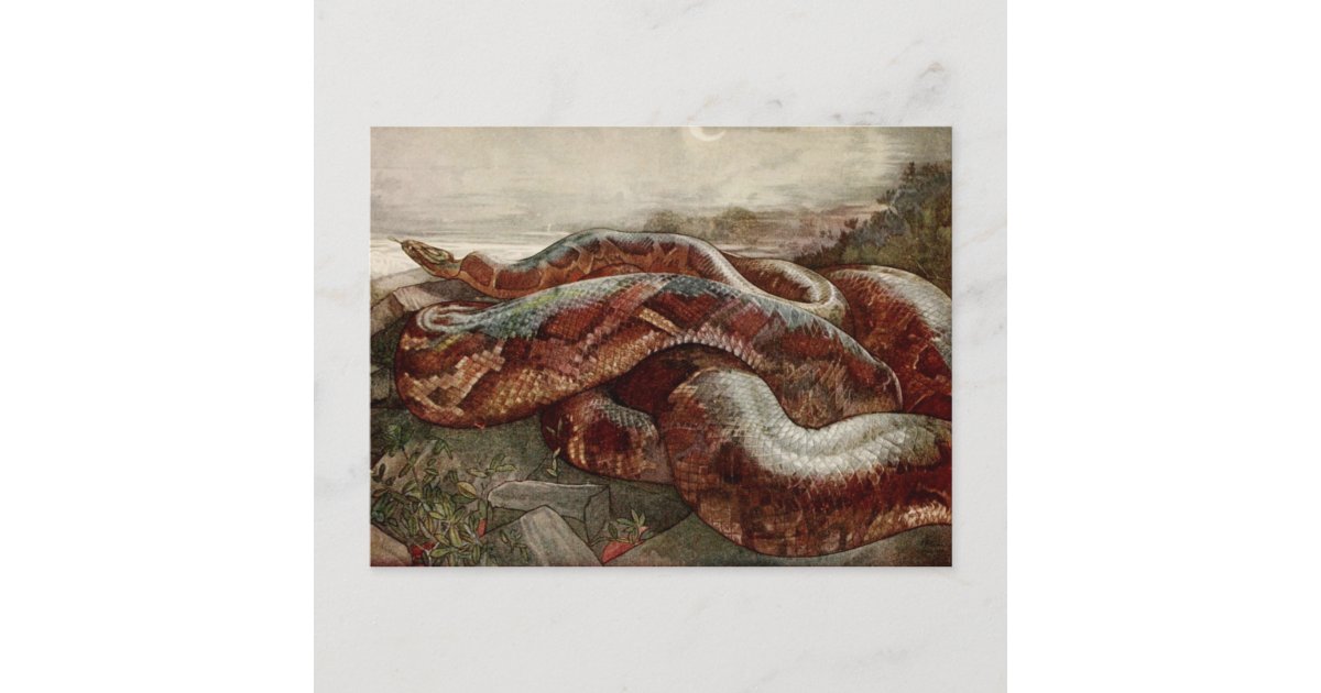 The Jungle Book: Kaa, the Python Postcard | Zazzle