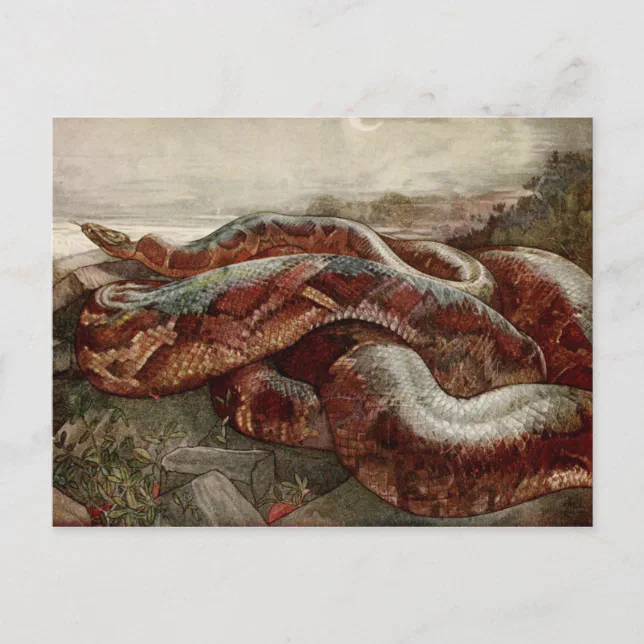 The Jungle Book: Kaa, the Python Postcard | Zazzle