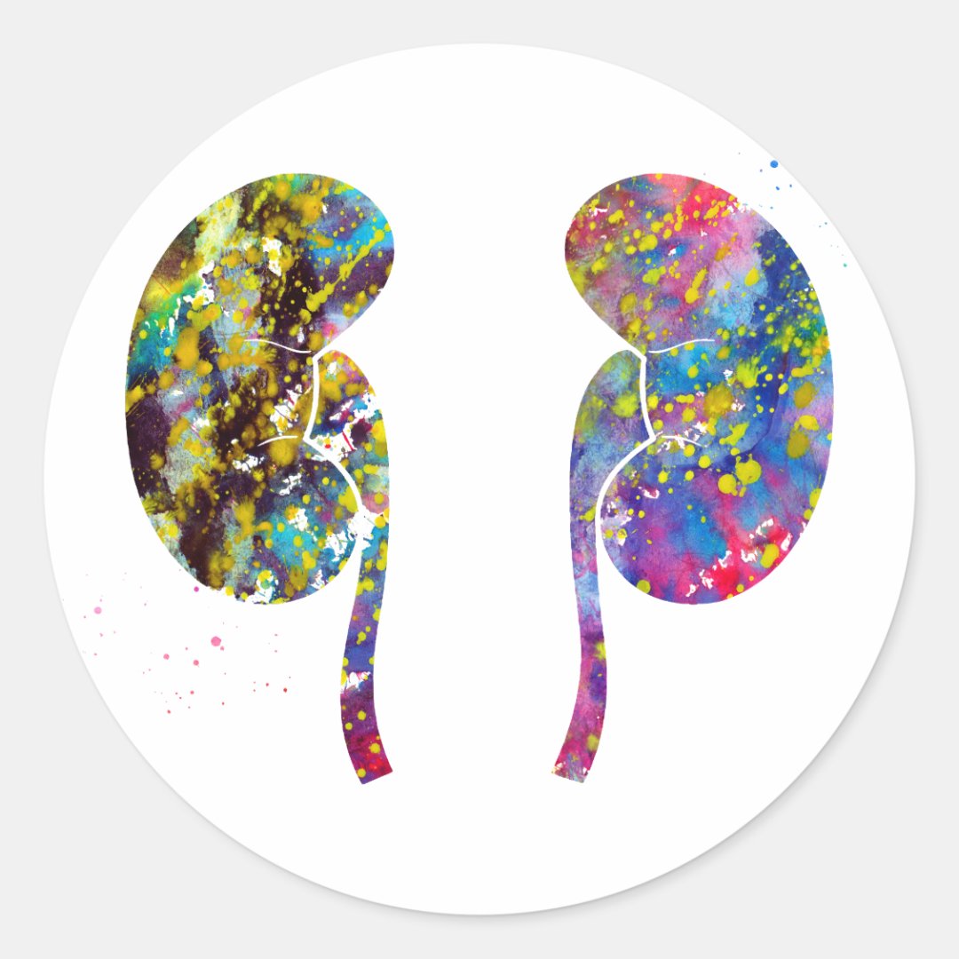 The Kidneys anatomy Classic Round Sticker | Zazzle