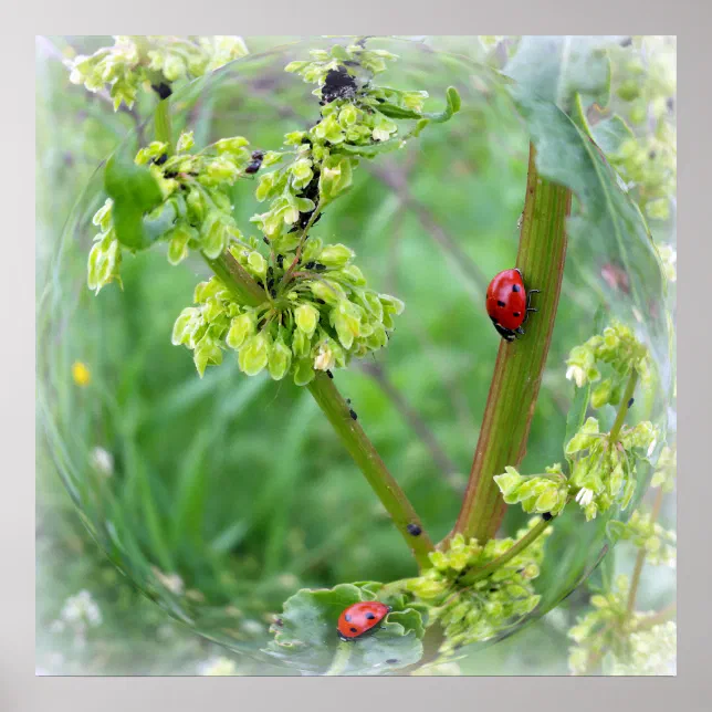 the ladybugs poster | Zazzle