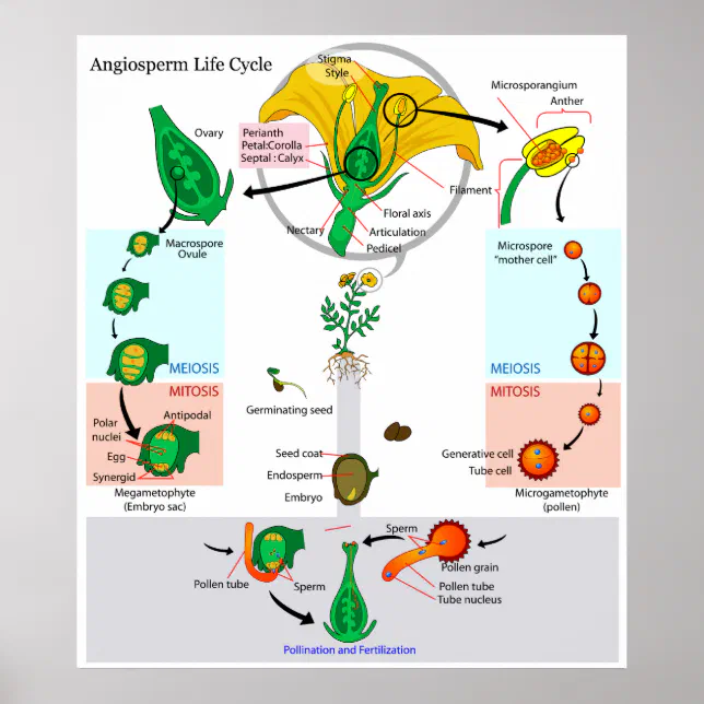 The Life Cycle of a Floral Plant Angiosperm Chart | Zazzle