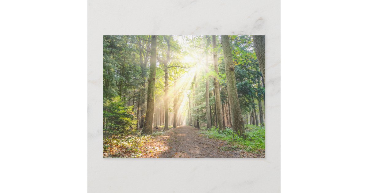 The light from above in the forest postcard | Zazzle
