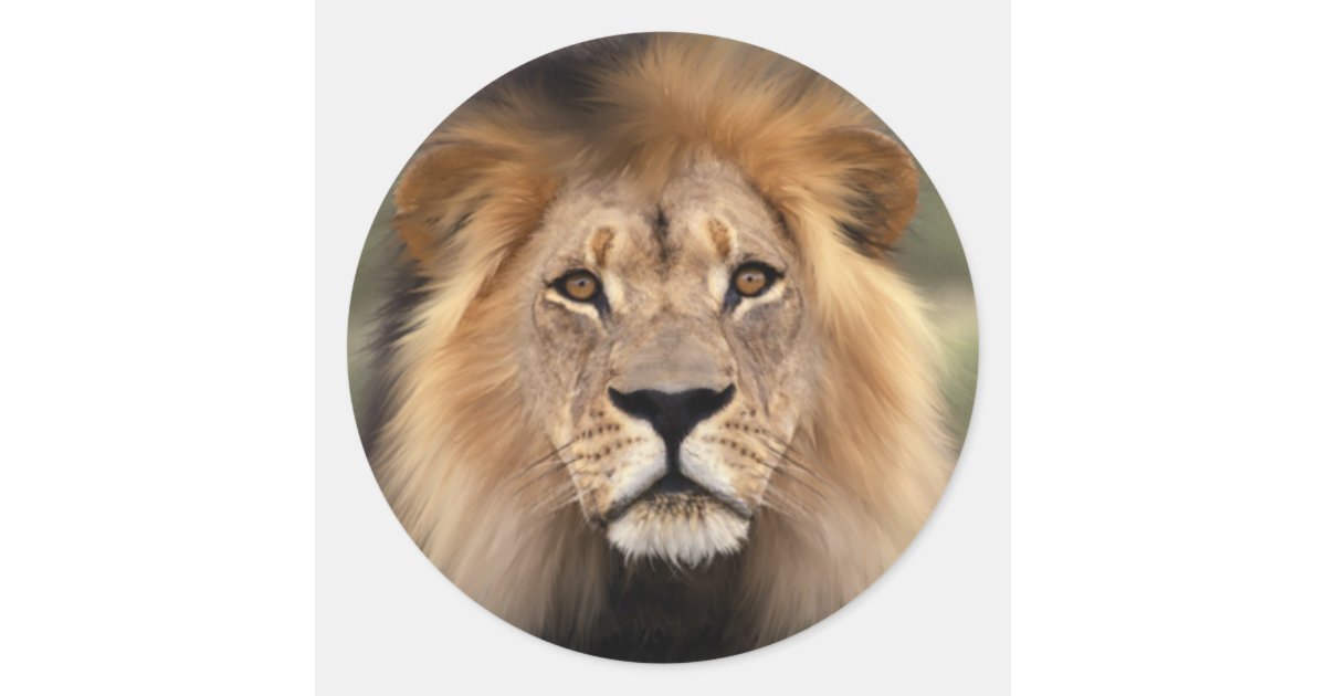 The Lion Classic Round Sticker | Zazzle