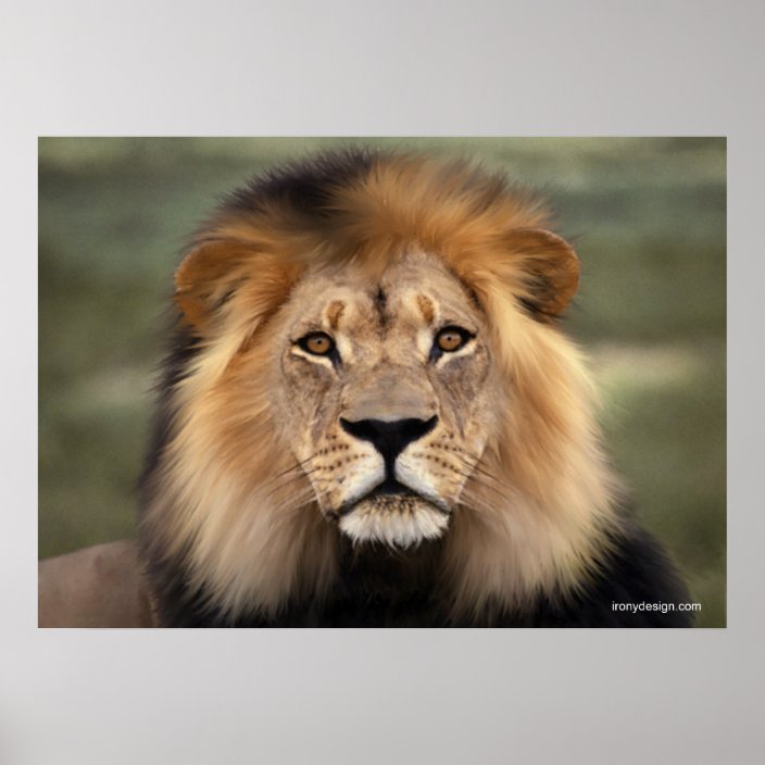 The Lion Poster | Zazzle.com