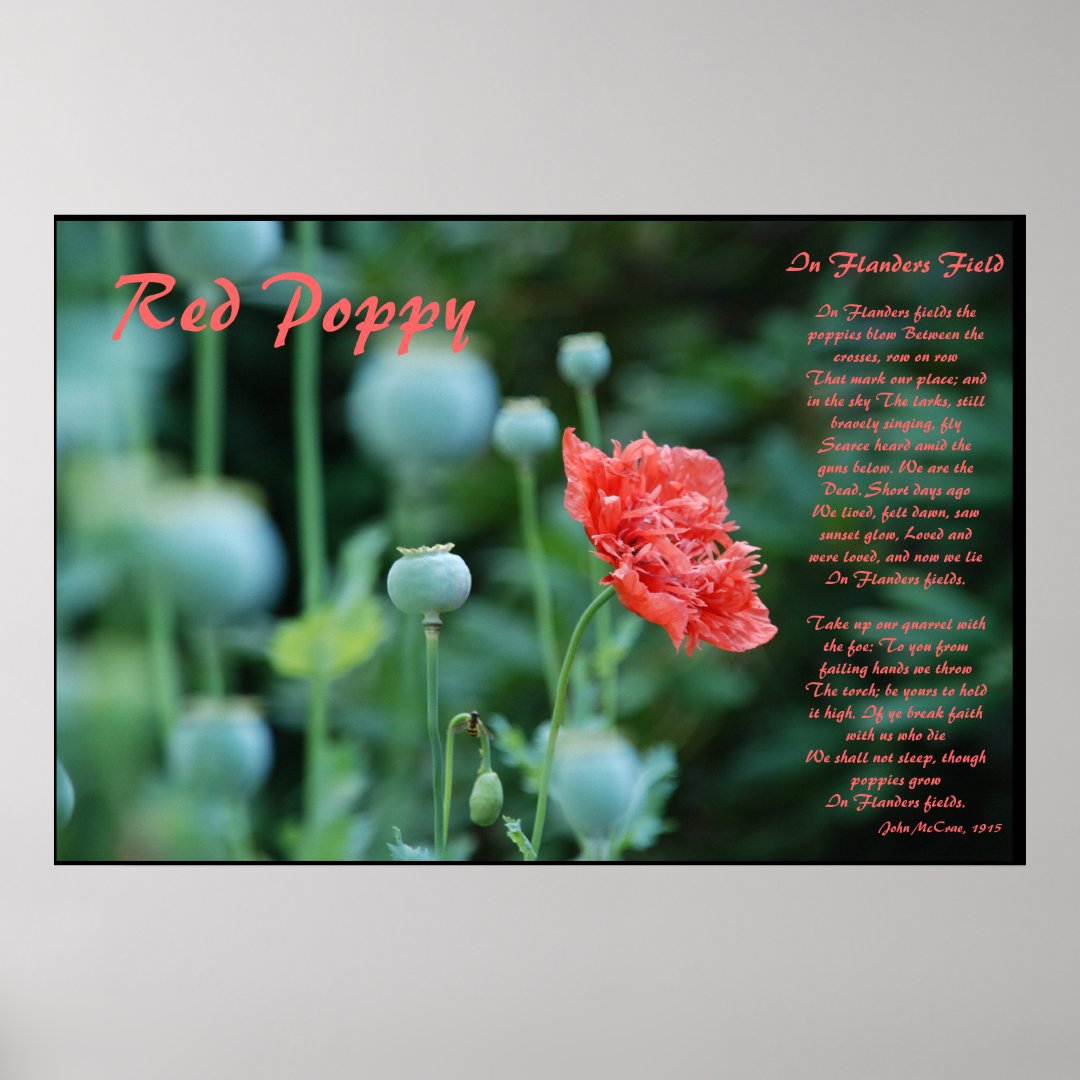 The Meaning of the Red Poppy Poster | Zazzle