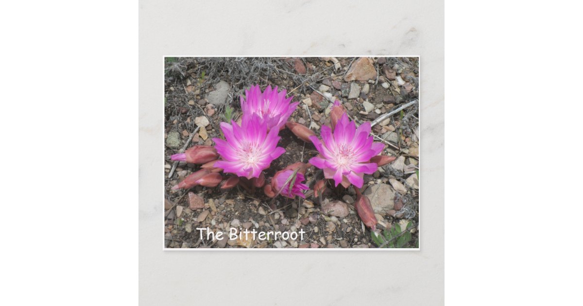 The Montana Bitterroot: God's favorite flower Postcard | Zazzle